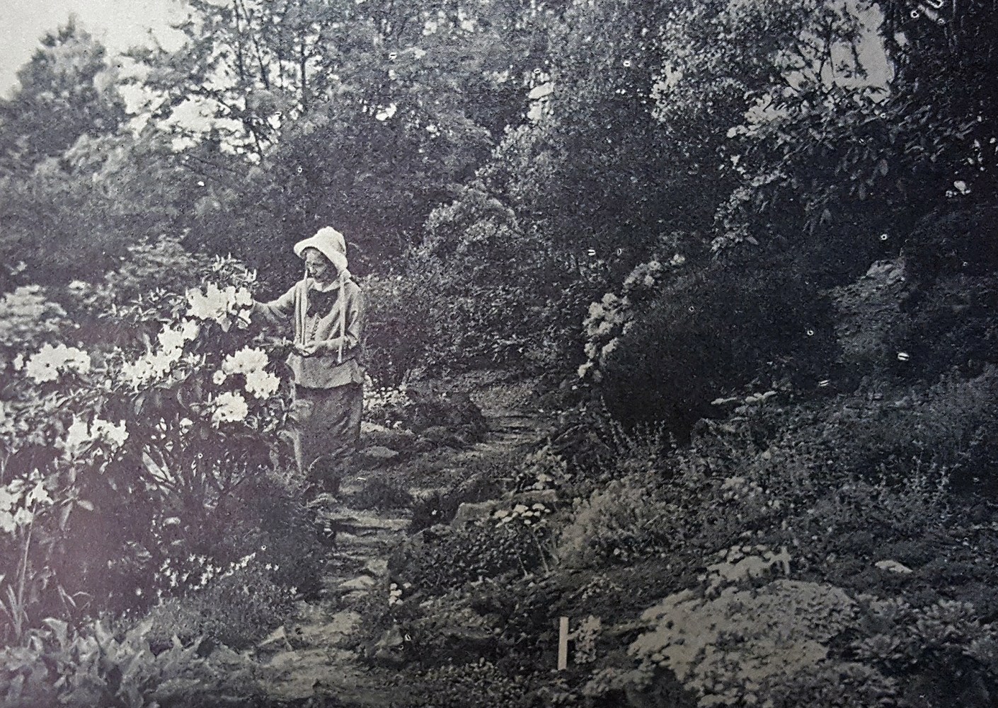 James Bryce McLennan (1869-1950) and Robina Birnie Lawrence (1868-1946 ...